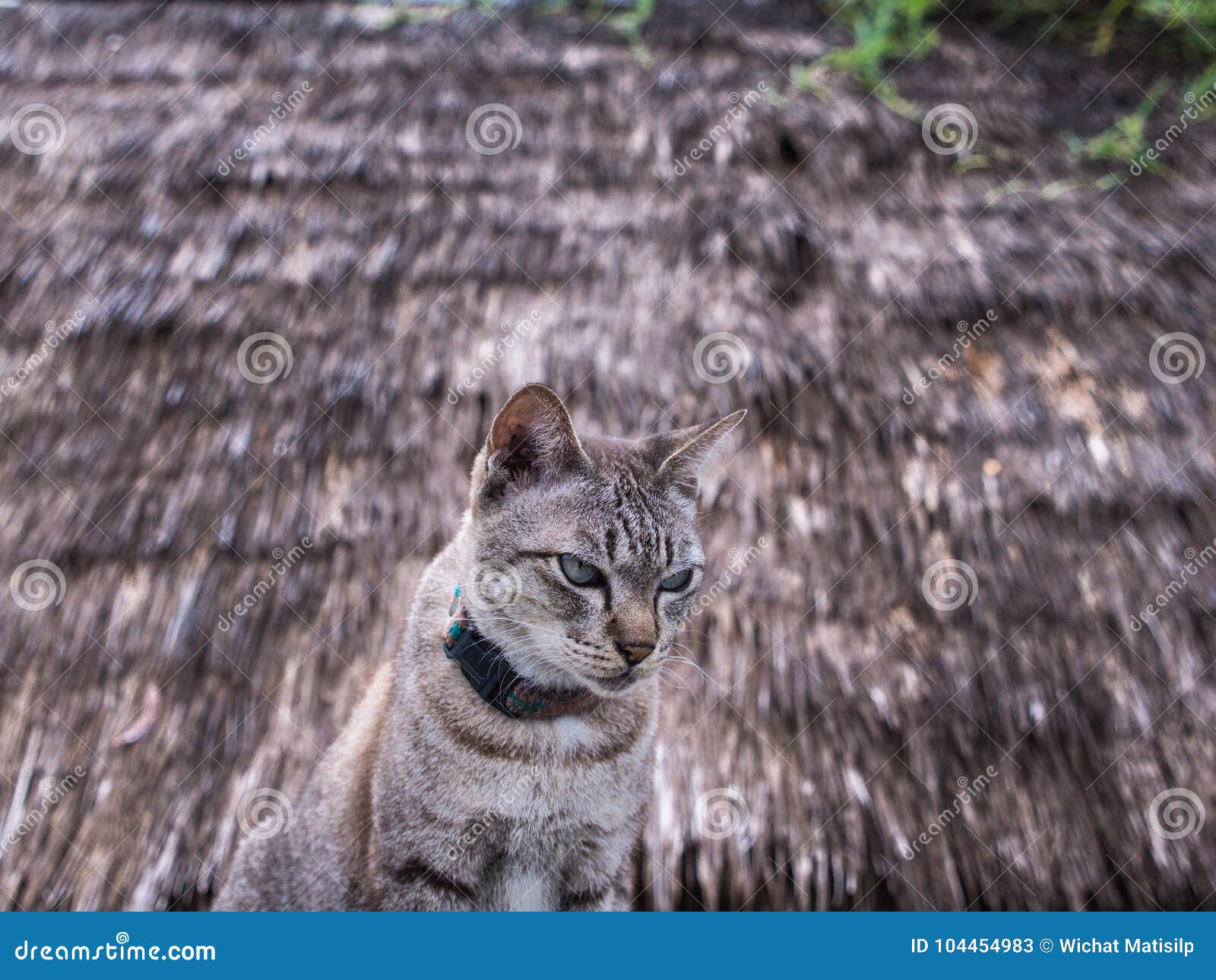 Cat Sitting Behind the Cottage Stock Image - Image of creature ...