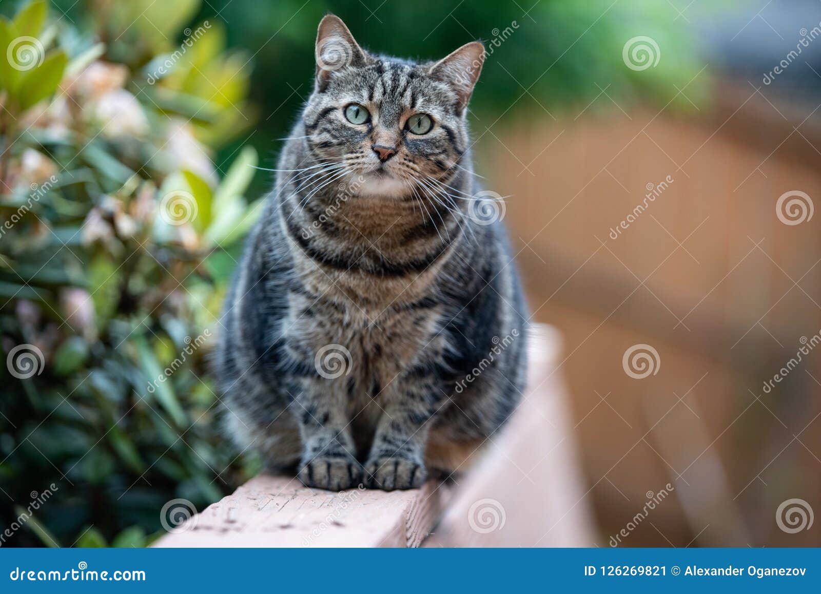 Curious Tabby Cat on the Bench Stock Image - Image of adorable, nature ...
