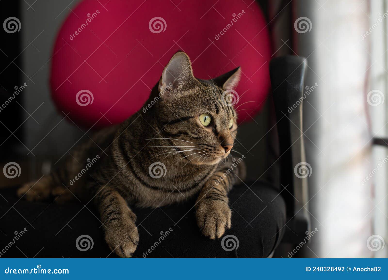 Tabby cat sitting on chair stock photo. Image of white - 240328492
