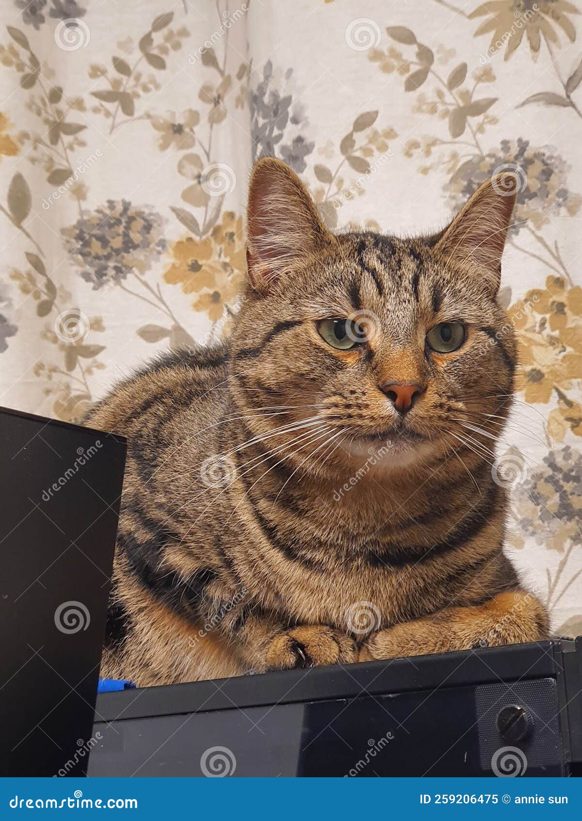 Tabby Cat Sitting on a Computer Stock Image - Image of tabby, curtains ...