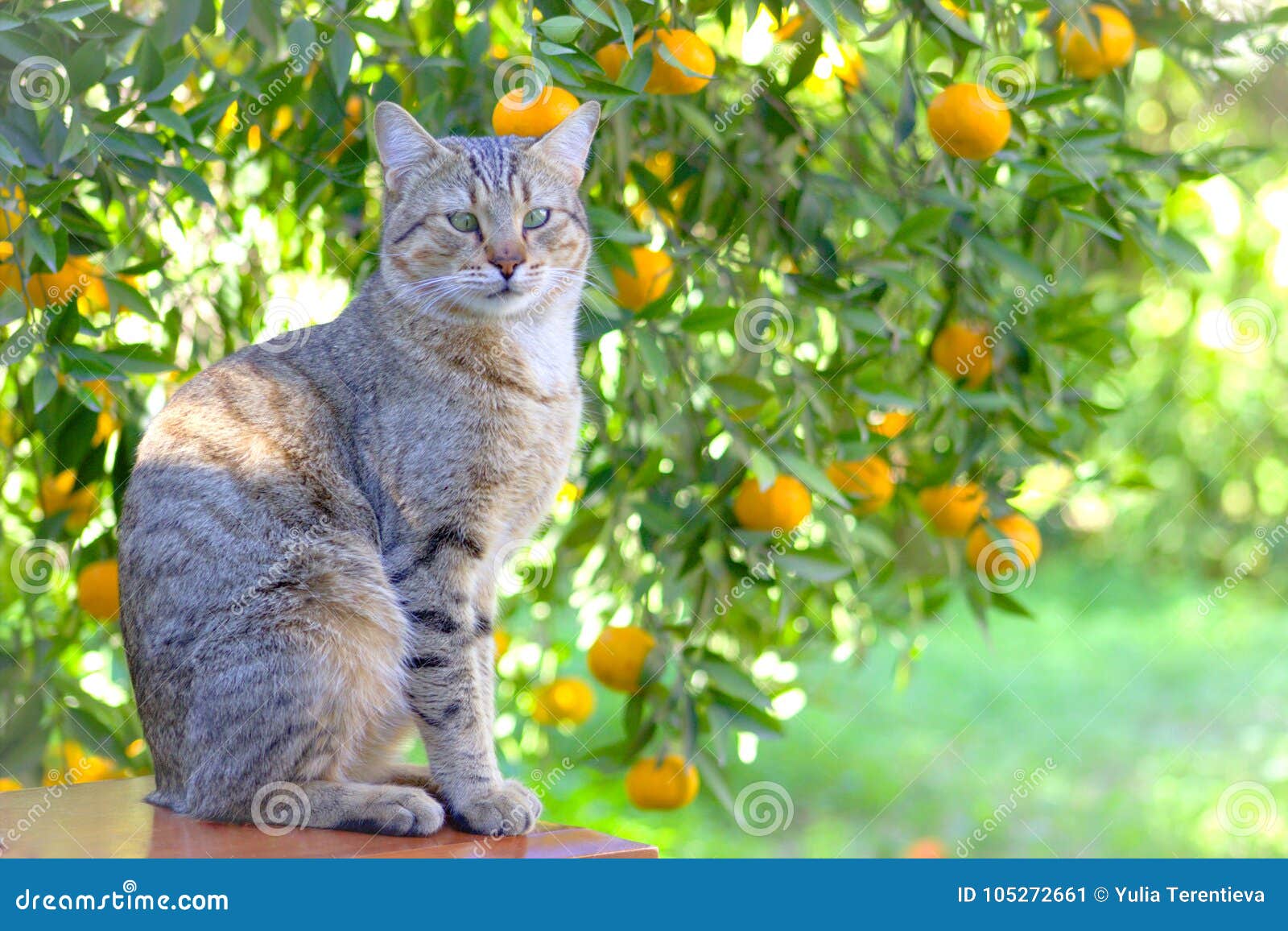 Cat in Front of Citrus Tree Stock Image - Image of outdoors, cattus ...