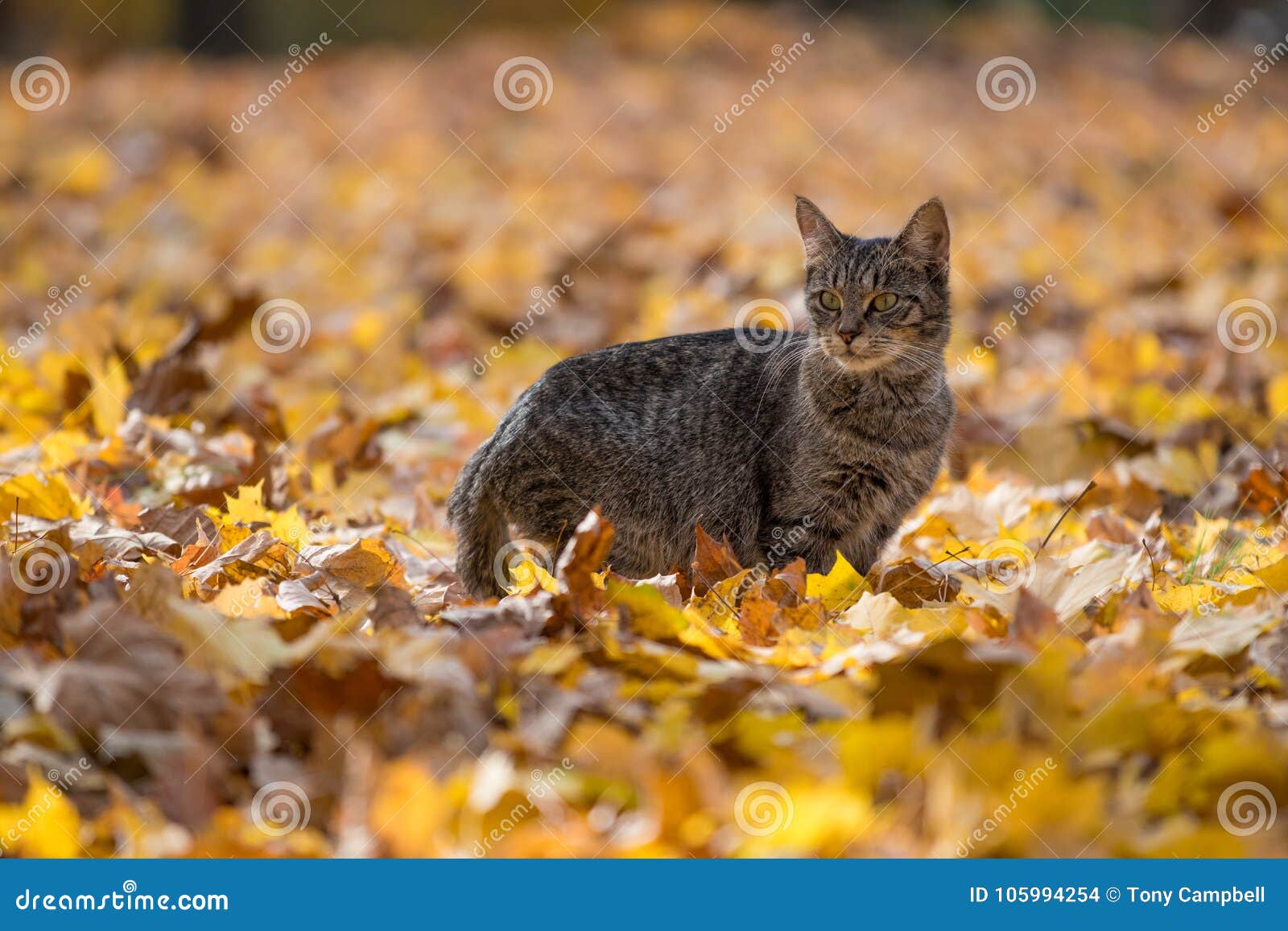 Tabby cat in fall leaves stock photo. Image of forest - 105994254
