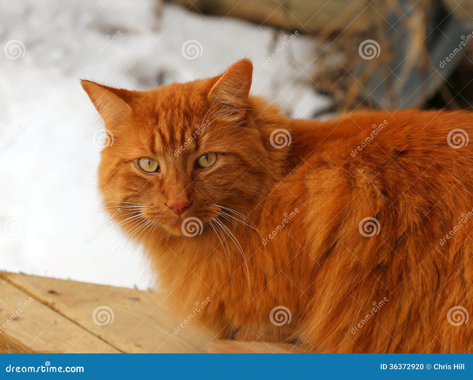 Tabby Cat Sitting Outside stock photo. Image of pets - 36372920
