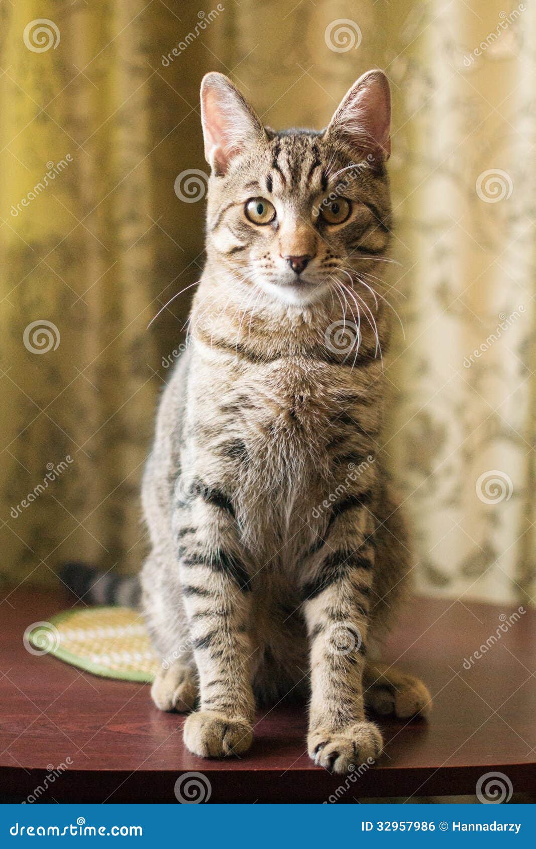 Tabby cat sitting stock photo. Image of golden, brown - 32957986