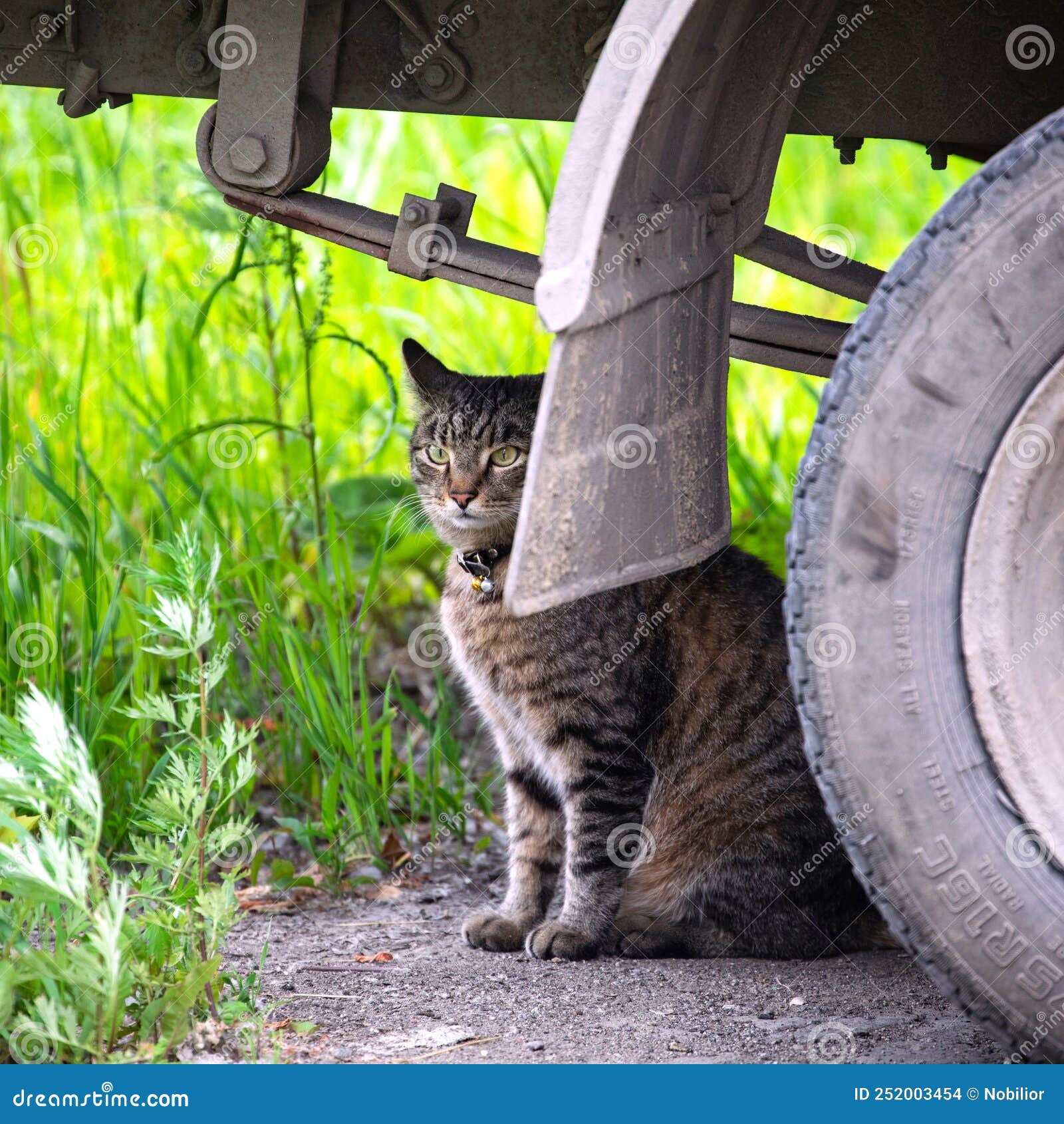 Tabby Cat Sitting Under the Vehicle Stock Photo - Image of background ...
