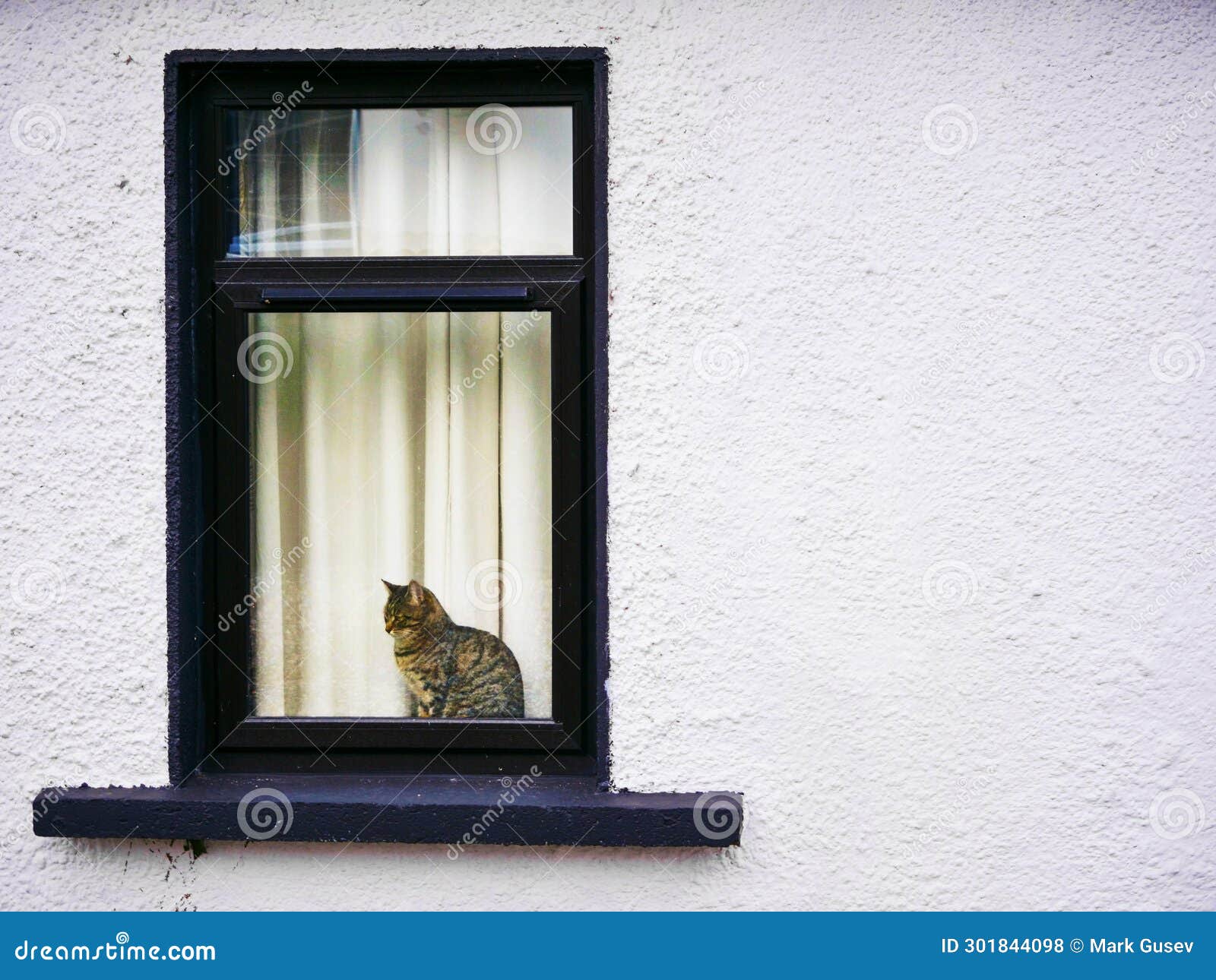 Tabby Cat Sitting by a Window and Looking Outside. Home Cat Life Stock ...