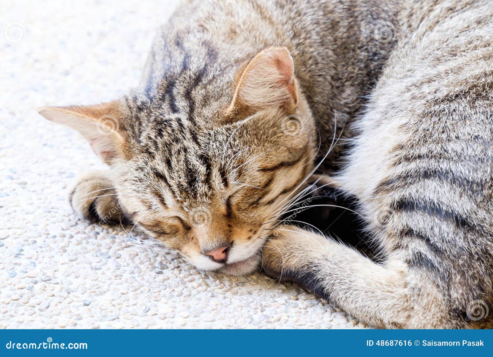 A tabby cat sleep stock photo. Image of cats, playful - 48687616