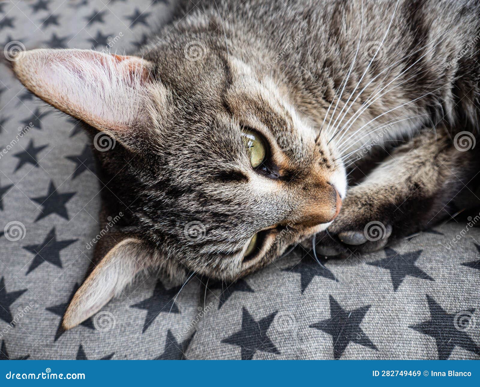 Sleeping tabby cat stock image. Image of lying, claw - 282749469