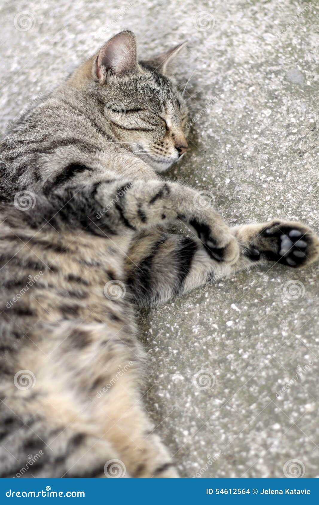 Tabby cat sleeping stock photo. Image of tired, tabby - 54612564