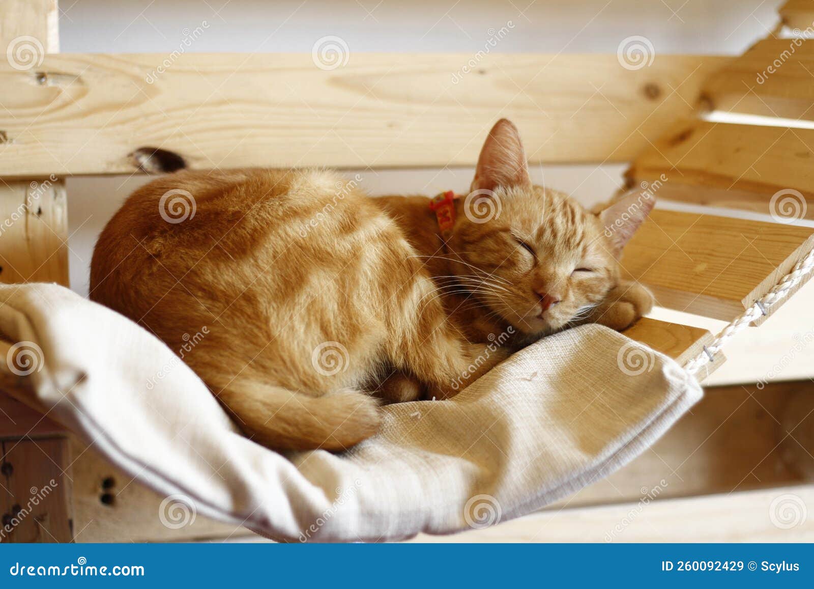 Tabby Cat Sleeping on Its Wooden Perch Stock Image - Image of relax ...