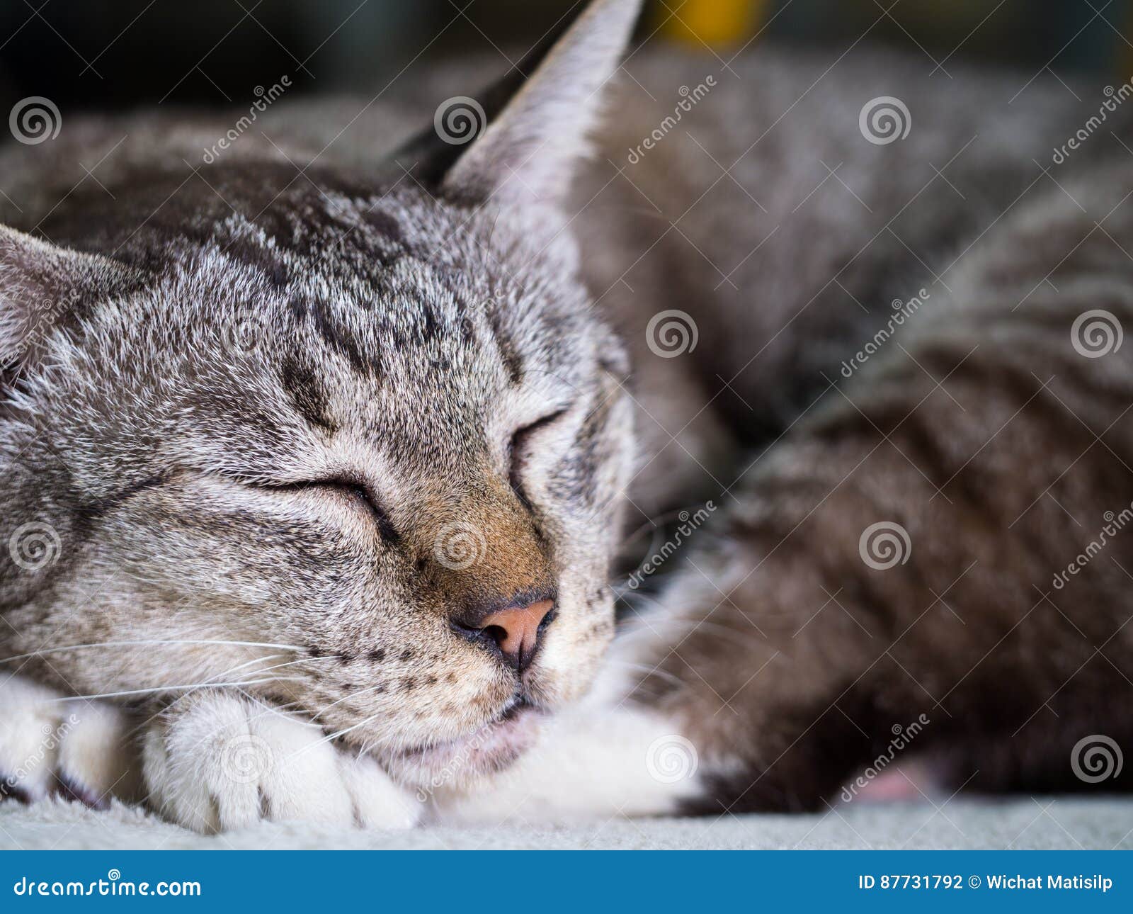 Tabby Cat Sleeping Peacefully Stock Photo - Image of expression ...