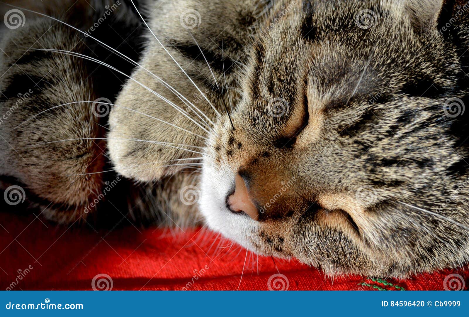 Tabby Cat Sleeping on the Red Carpet Stock Photo - Image of adorable ...