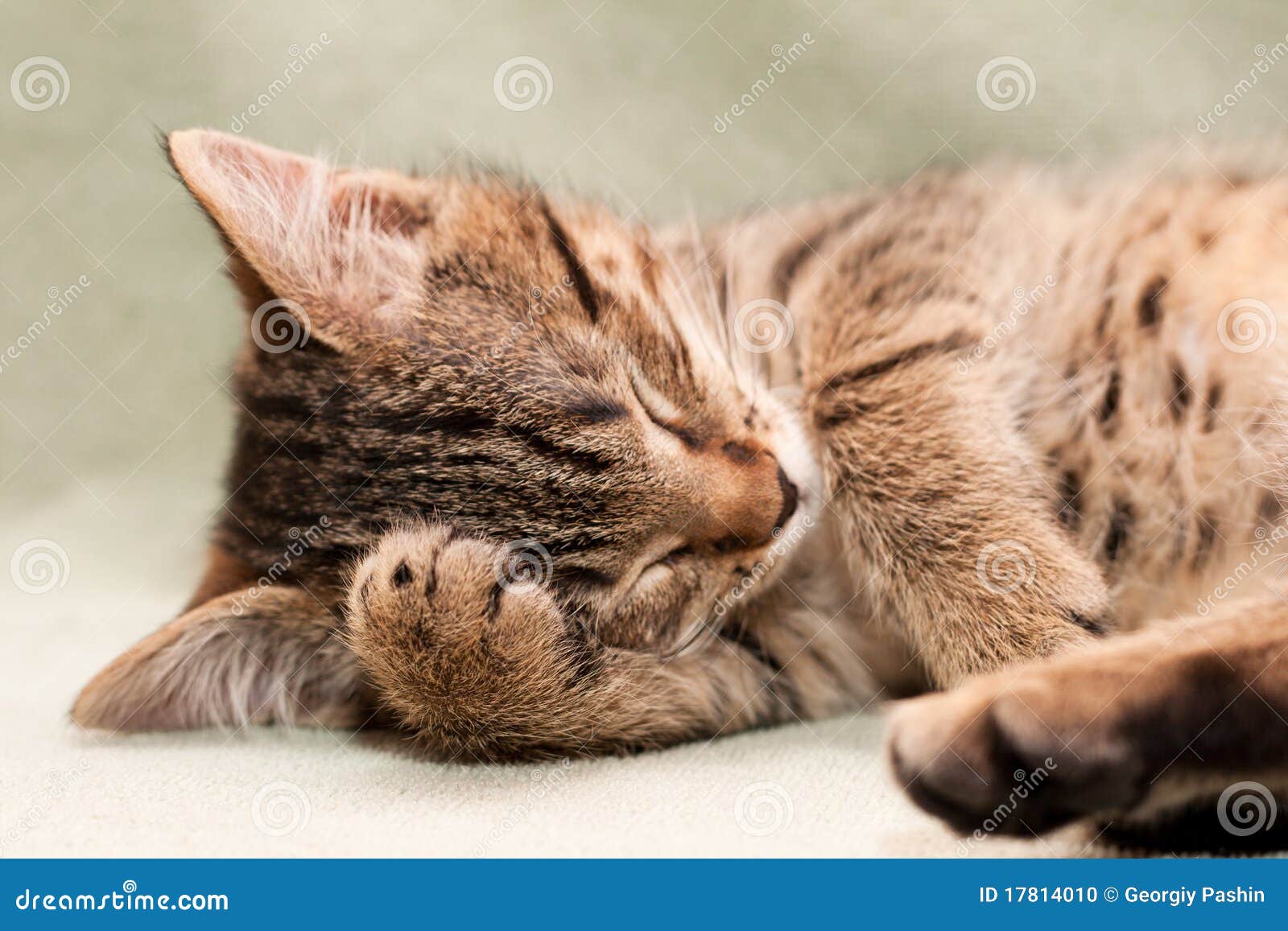 Tabby cat sleeps stock photo. Image of feline, green - 17814010