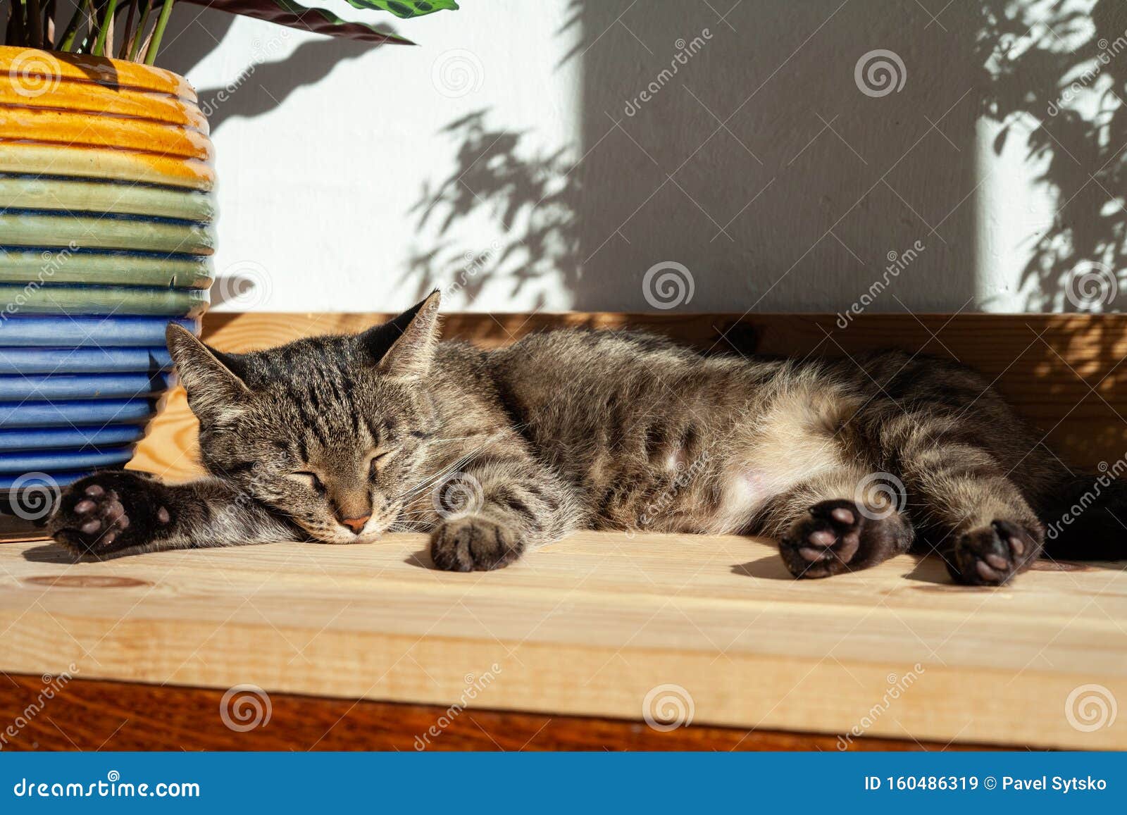 Tabby Cat Sleeps in Hot Summer Day Stock Image - Image of nature, color ...