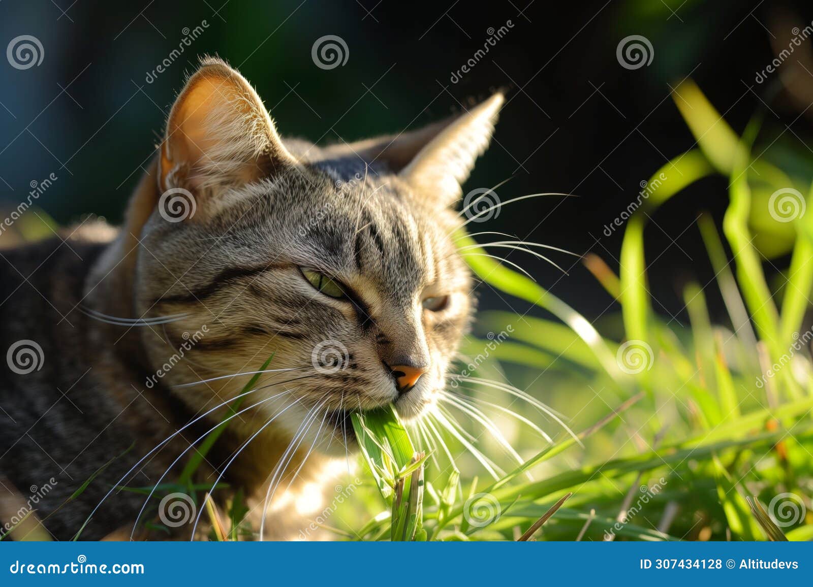Tabby Cat Snacking on Grass in the Sunlight Stock Photo - Image of ...