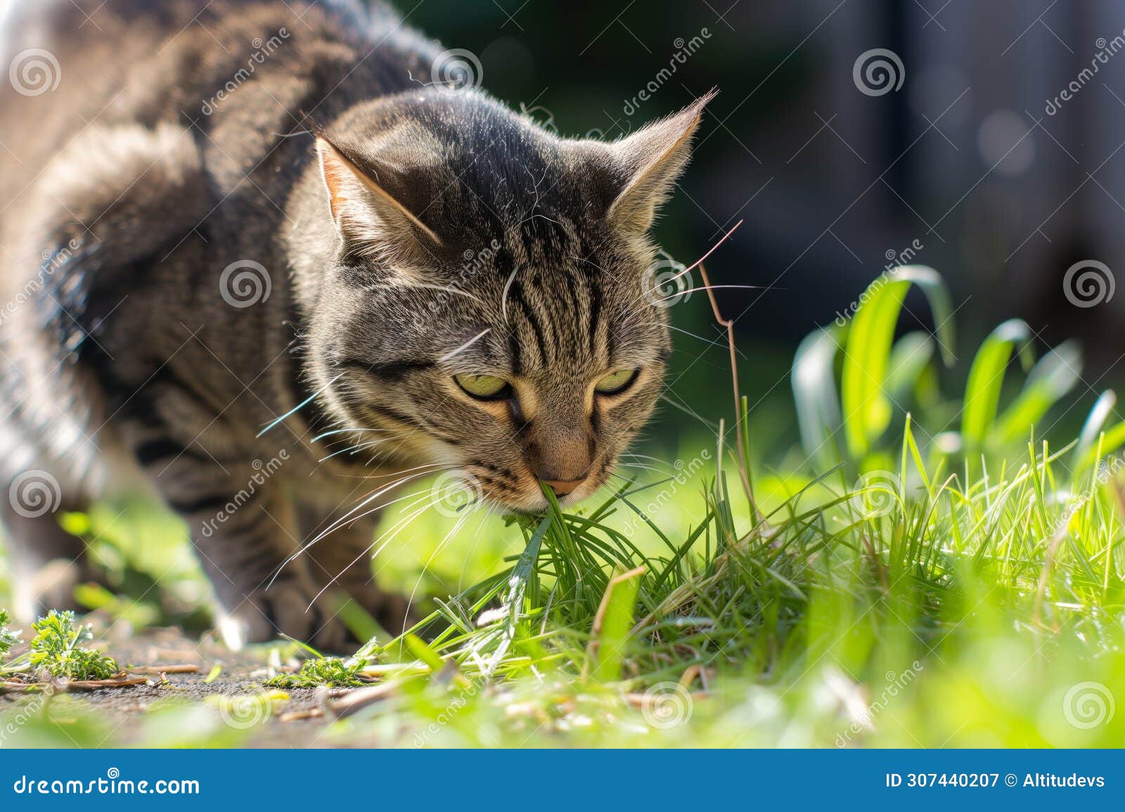 Tabby Cat Snacking on Grass in the Sunlight Stock Image - Image of ...