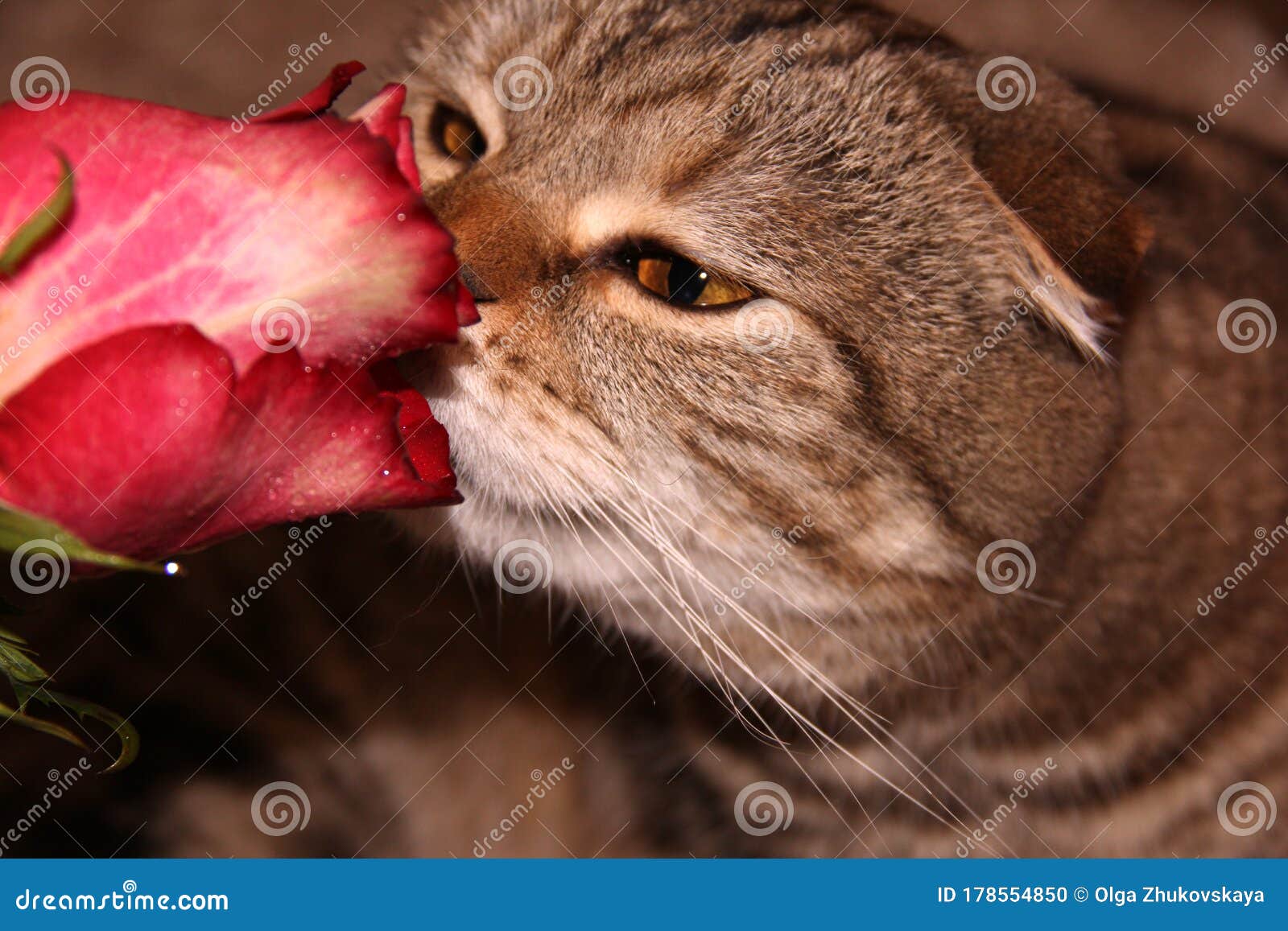 A Tabby Cat Sniffs a Pink Rose. a Pet and a Flower Stock Photo - Image ...