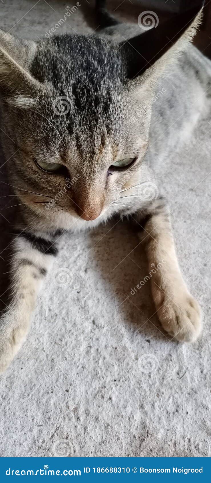 A Tabby Cat is Squating on the Floor Stock Photo - Image of squting ...