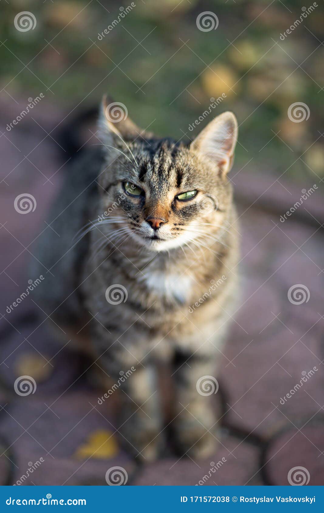 Tabby Cat Squinting in the Sunlight Stock Photo - Image of nature ...