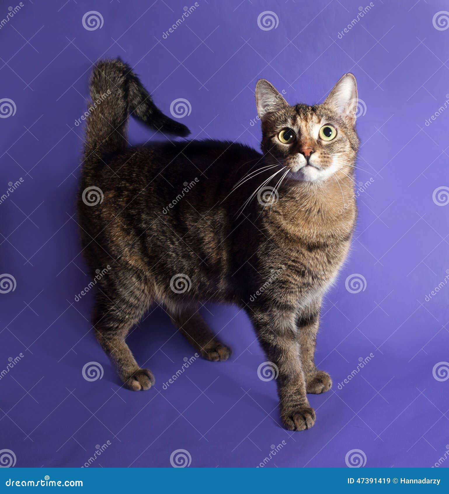 Tabby Cat Standing on Lilac Stock Image - Image of claws, tail: 47391419