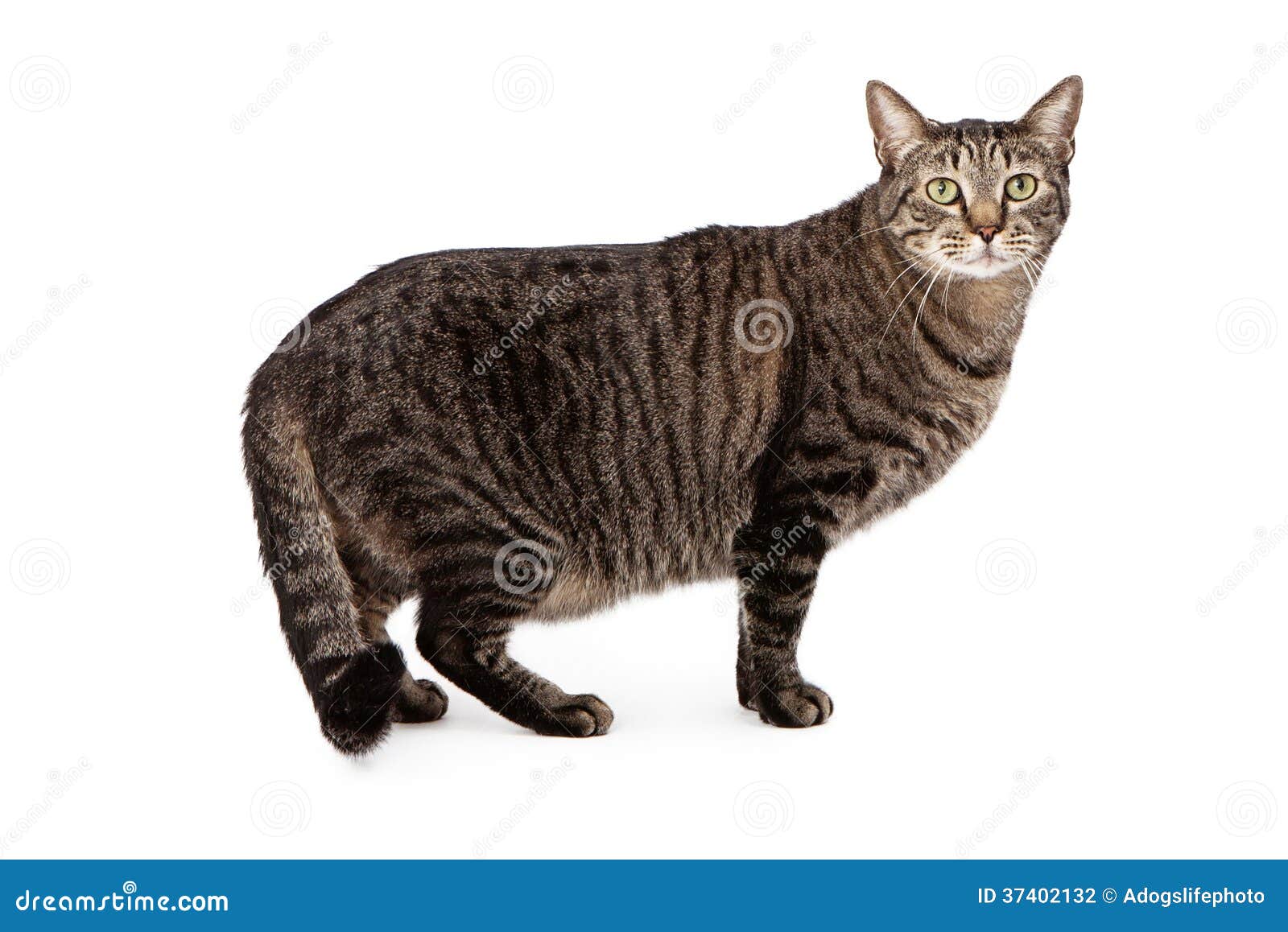 Standing Tabby Cat