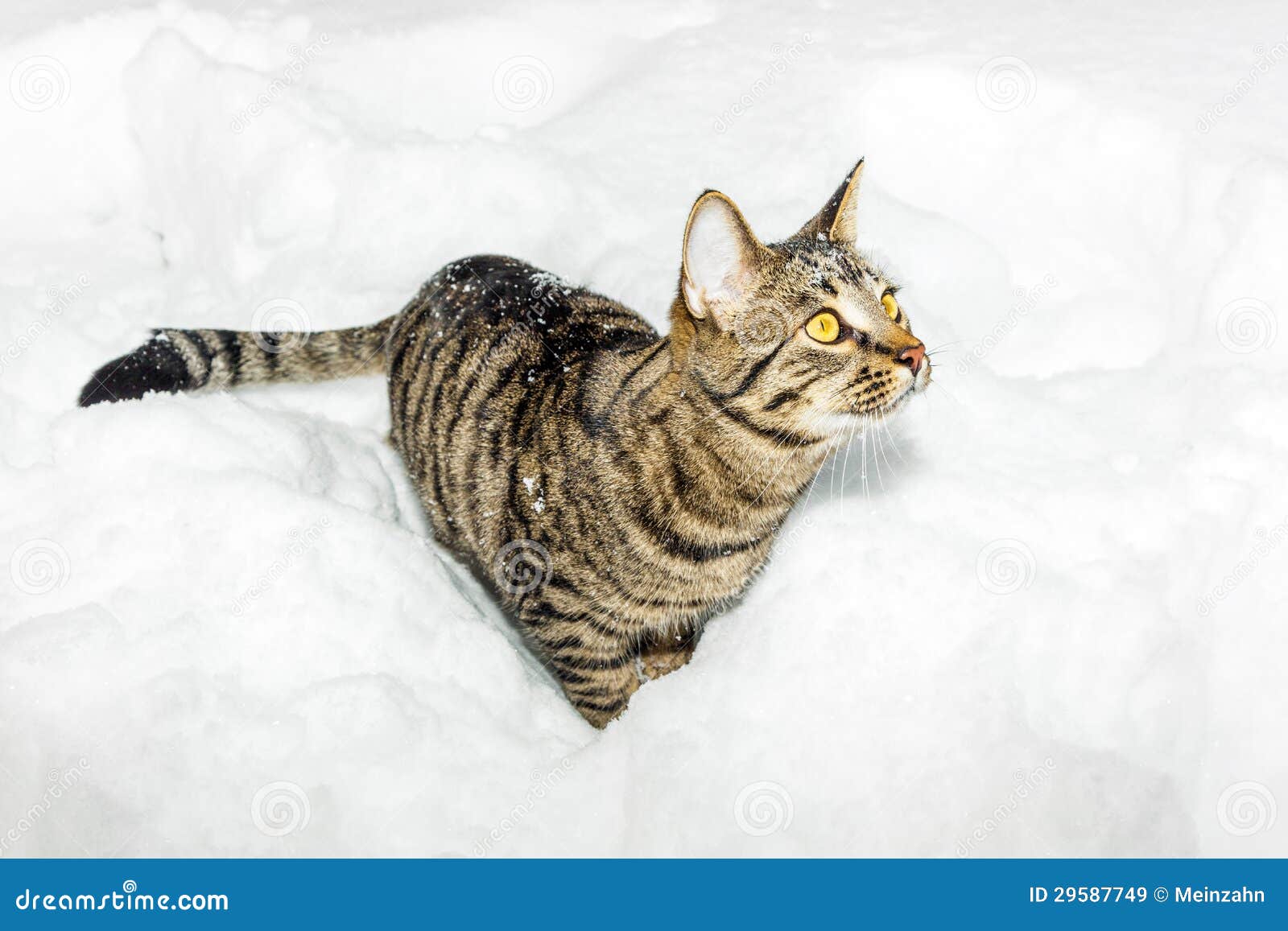 Tabby Cat Strolling through Deep Snow in Winter Stock Image - Image of ...