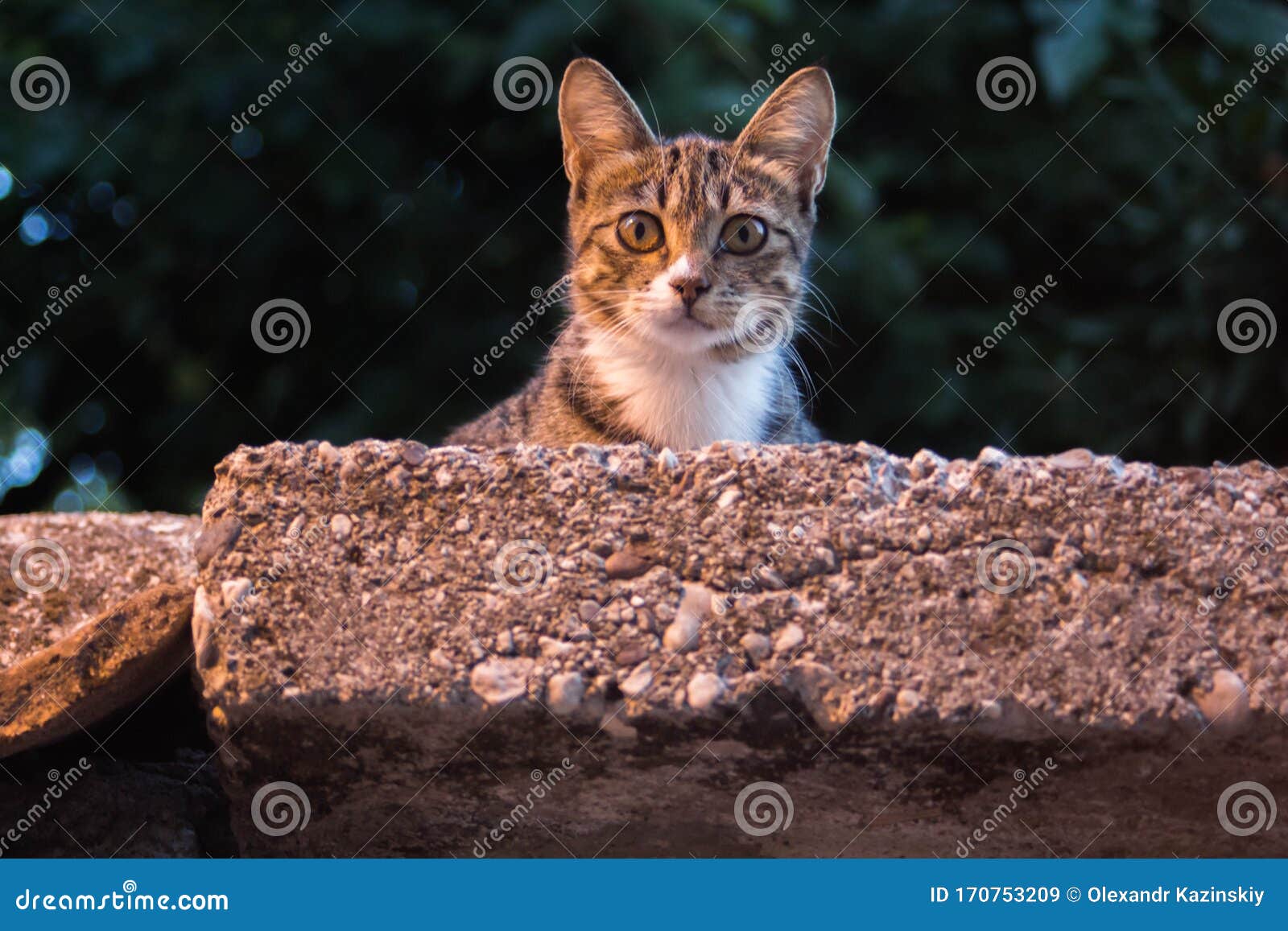 Tabby Cat Sunbathes on a Turkish Building Stock Image - Image of tree ...