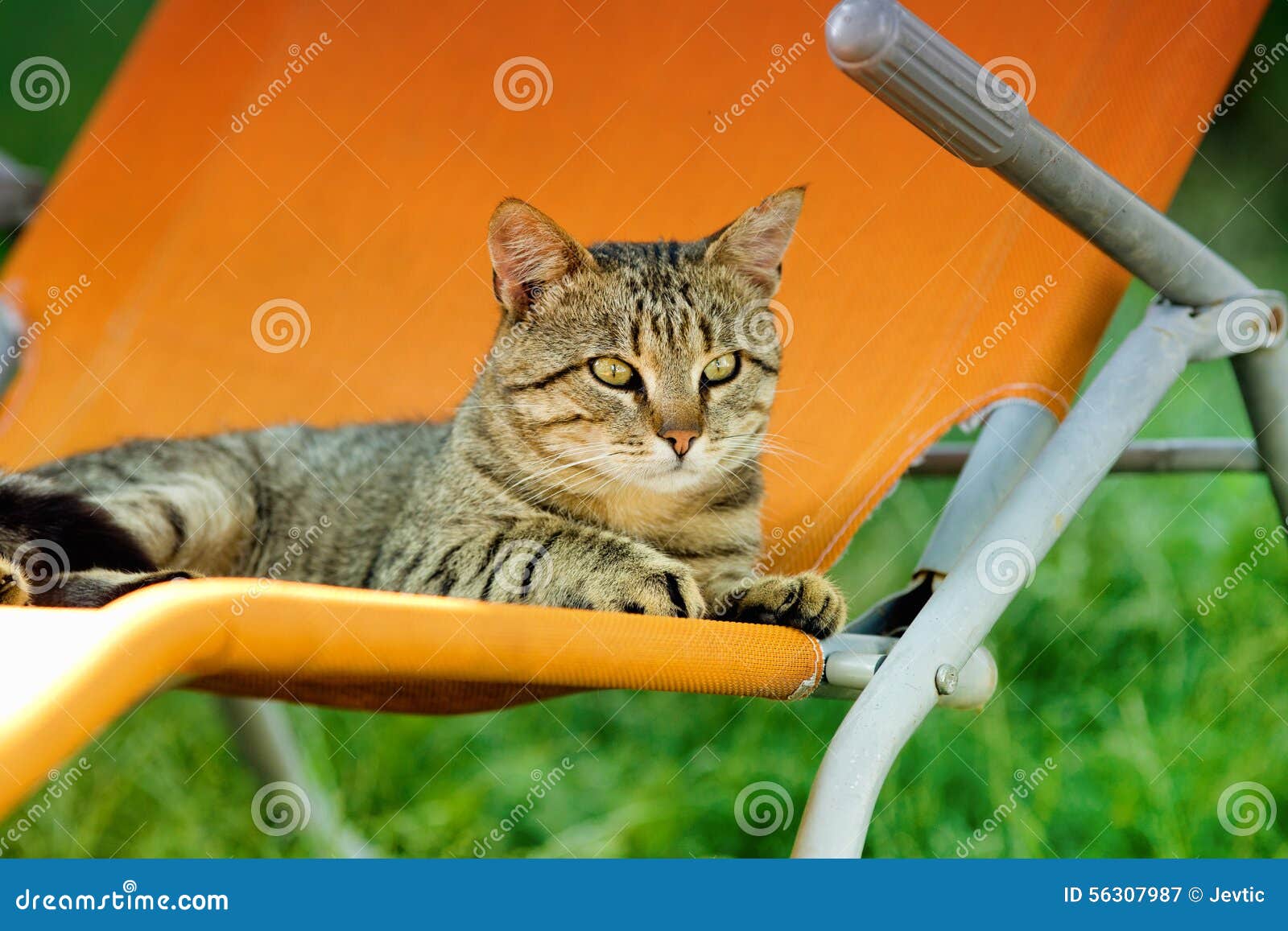 Tabby cat on sunbed stock image. Image of domestic, curious - 56307987