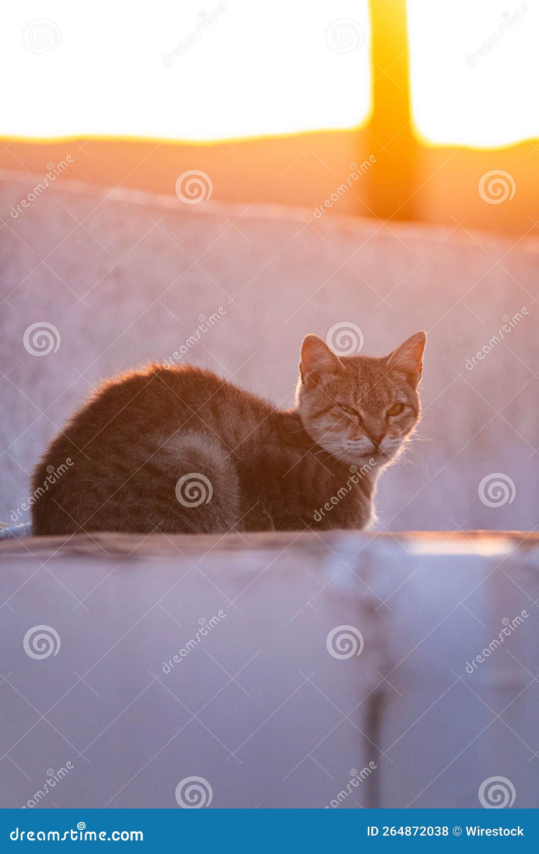 Tabby cat during sunset stock photo. Image of pedigreed - 264872038