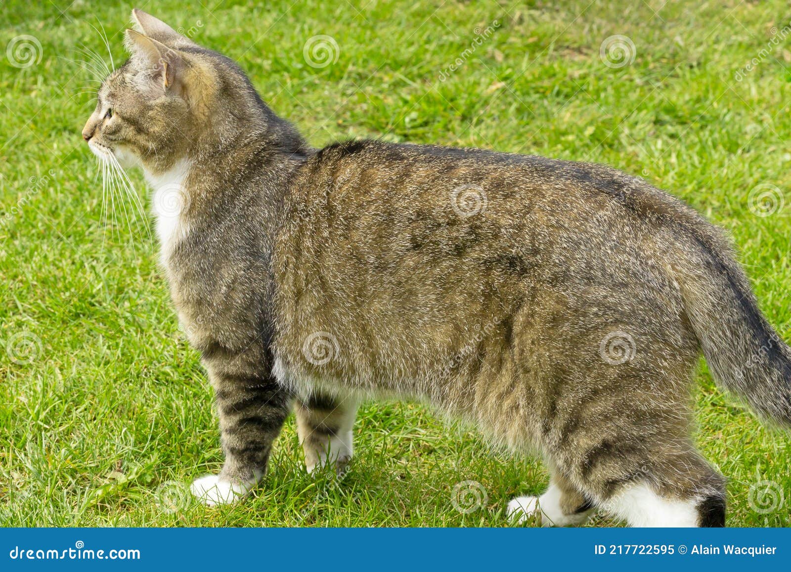 Tabby cat stock image. Image of animal, nature, exterior - 217722595