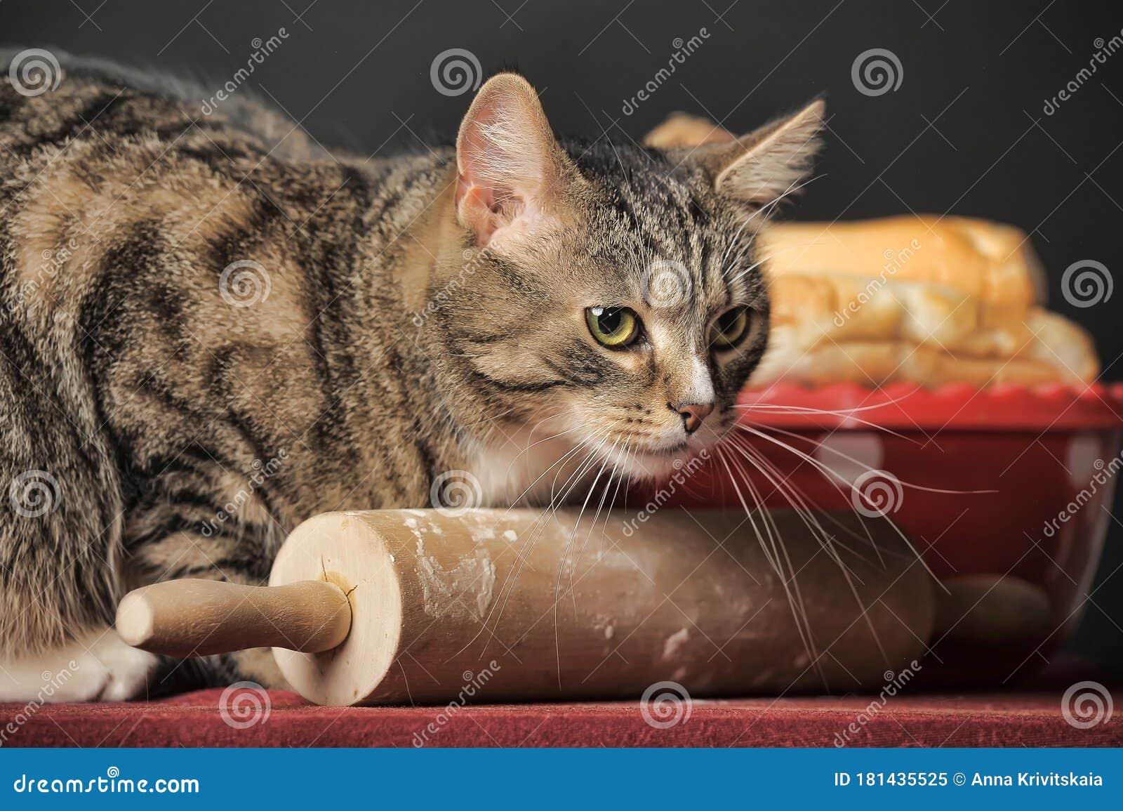 Tabby cat on a table stock image. Image of kitchen, fluffy - 181435525