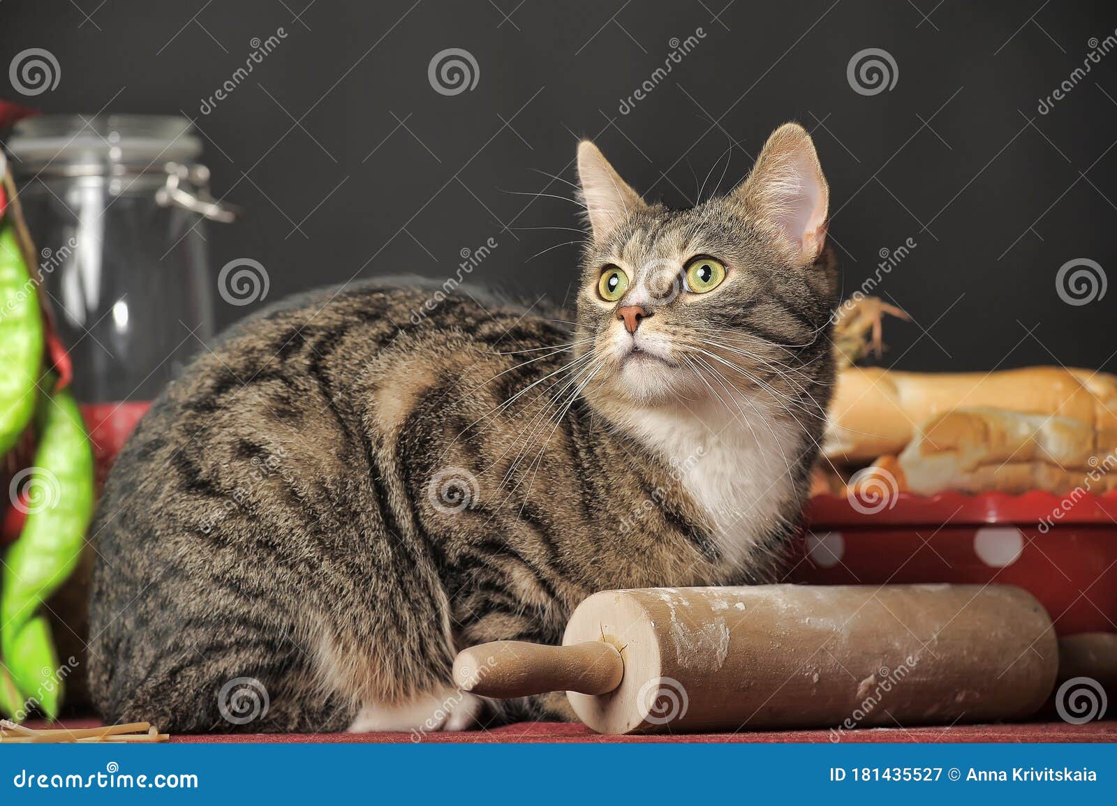Tabby cat on a table stock image. Image of kitchen, home - 181435527