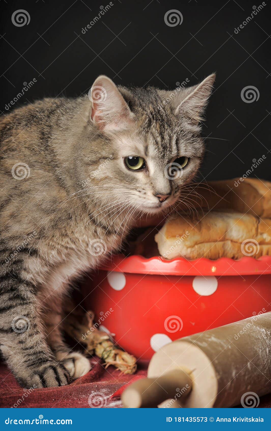 Tabby cat on a table stock image. Image of beautiful - 181435573