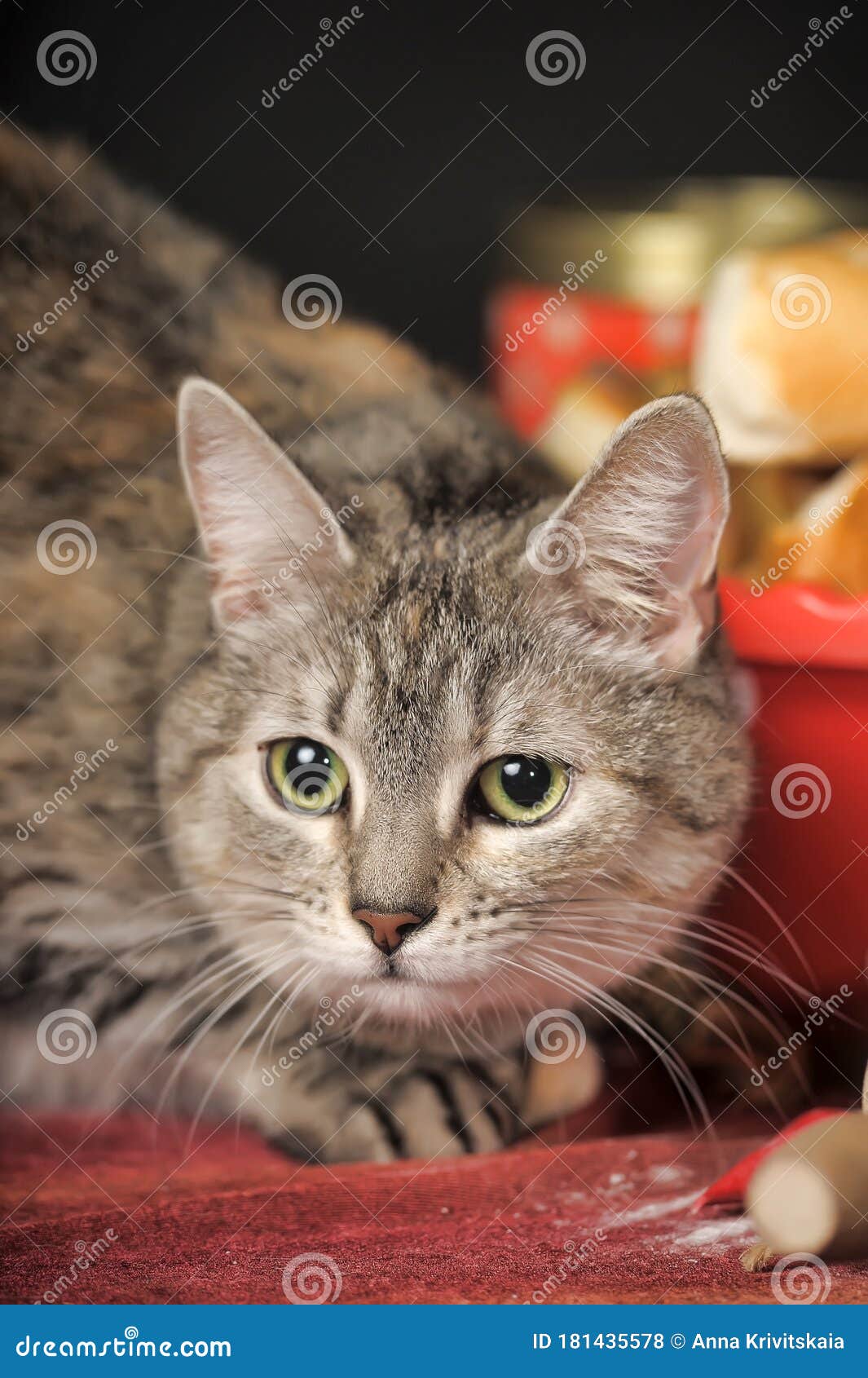 Tabby cat on a table stock photo. Image of pretty, cutting - 181435578