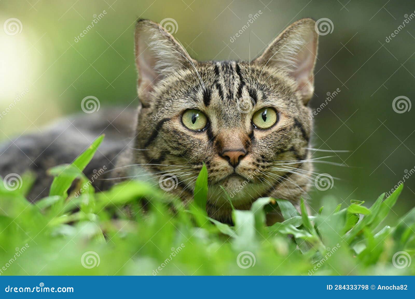 Tabby cat cat with tears stock photo. Image of adorable - 284333798