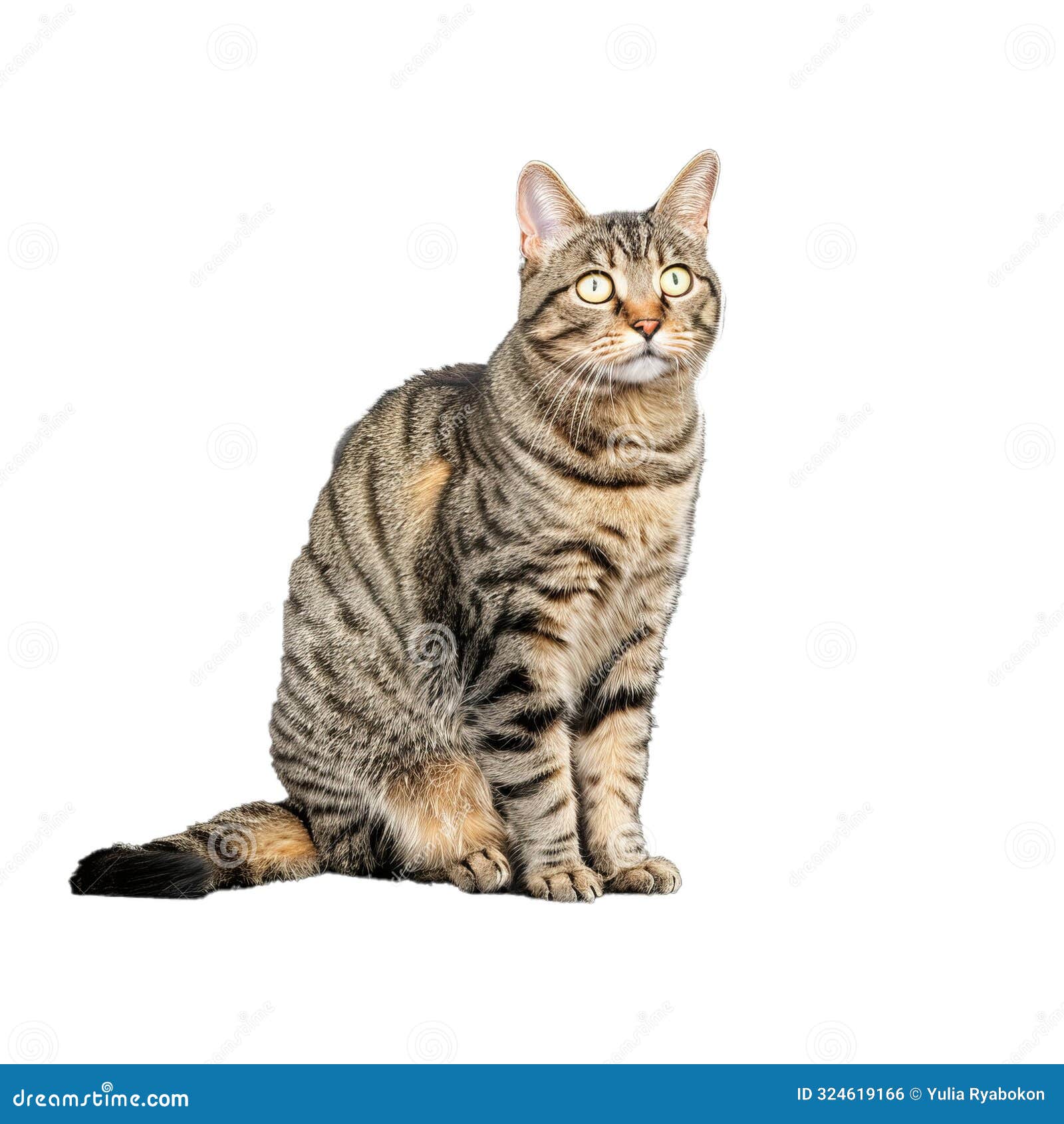 Tabby Cat on Transparent Background Stock Photo - Image of calm, house ...