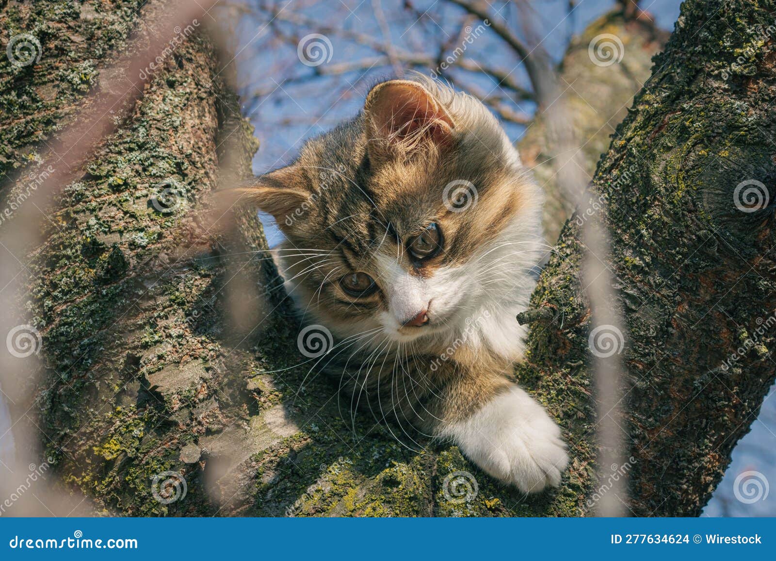 Tabby Cat on a Tree Branch Looking Down on a Sunny Day Stock Photo ...