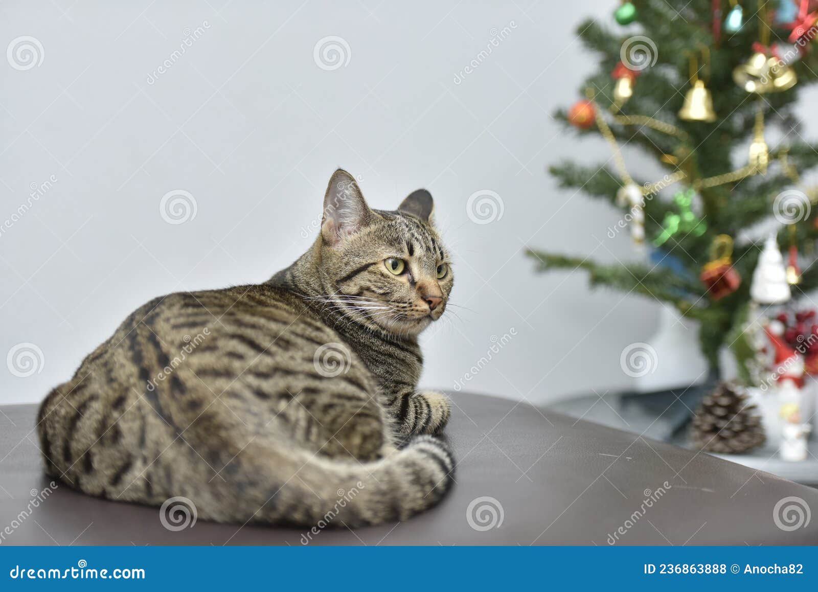 Tabby Cat and Tree Christmas Stock Photo - Image of tree, animal: 236863888