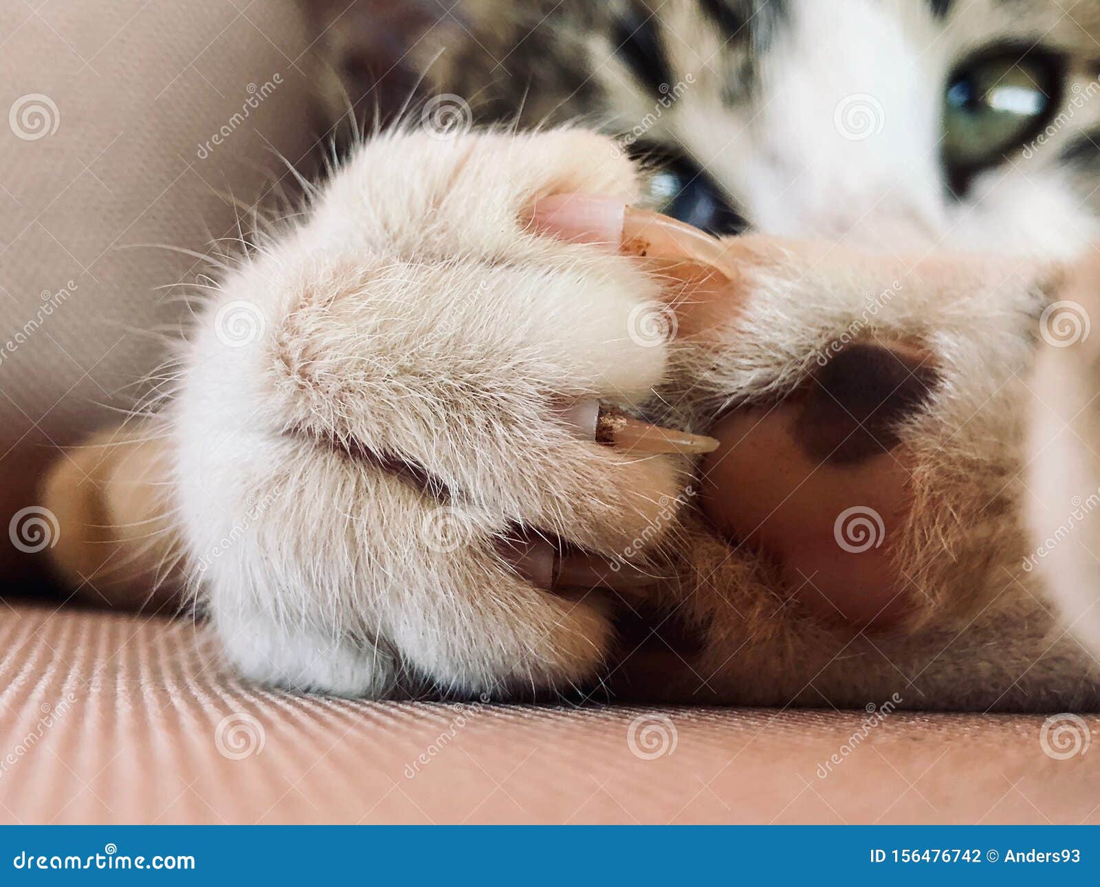 Tabby cat paws and claws stock photo. Image of portrait - 156476742