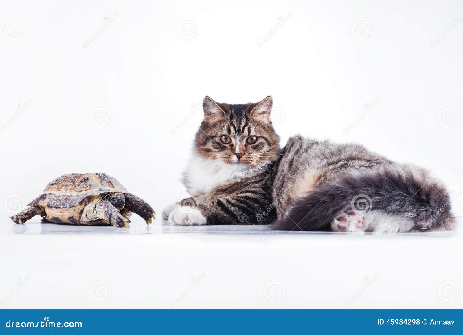 Tabby Cat with a Turtle on a White Background Stock Photo - Image of ...