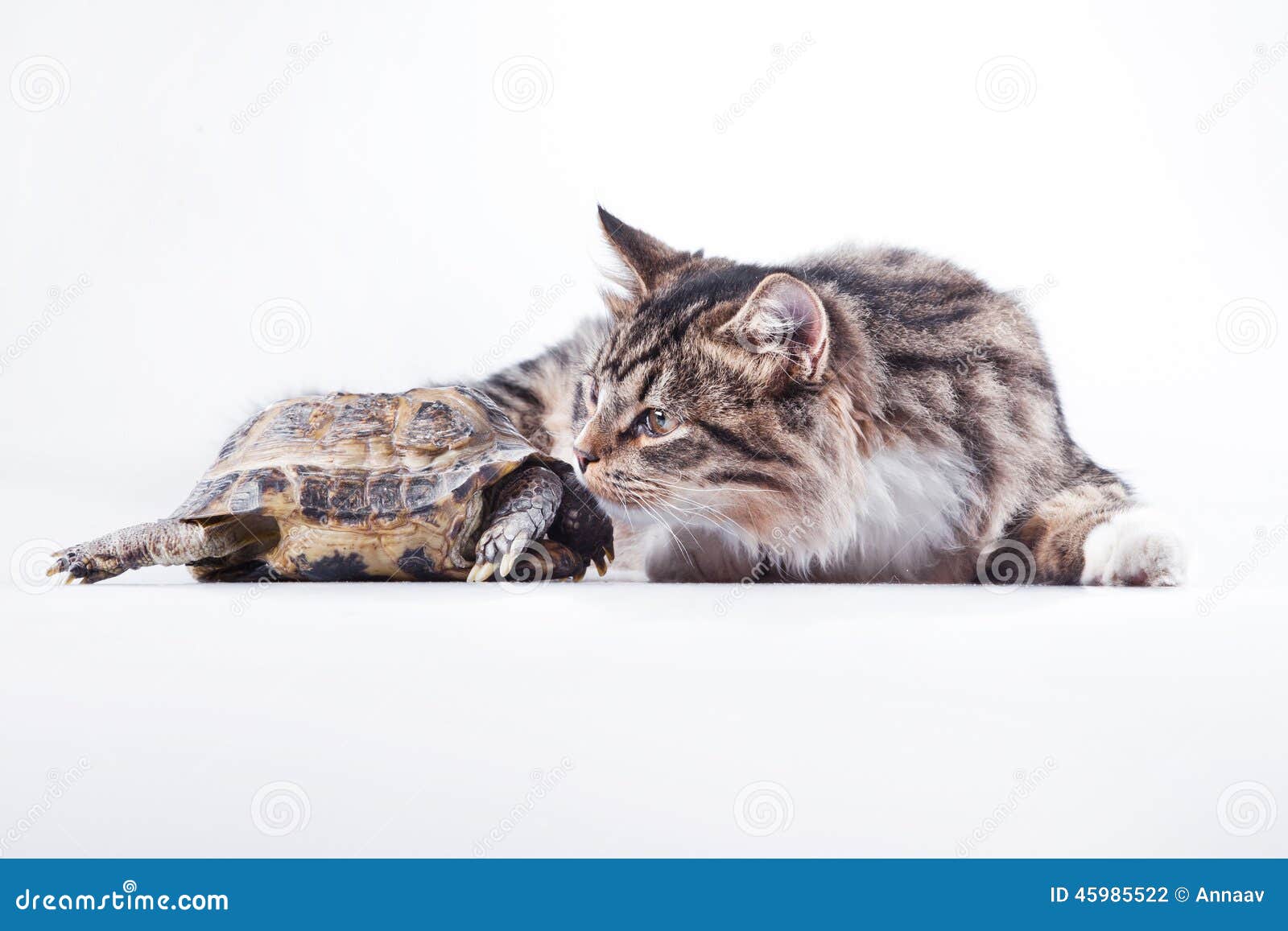 Tabby Cat with a Turtle on a White Background Stock Photo - Image of ...