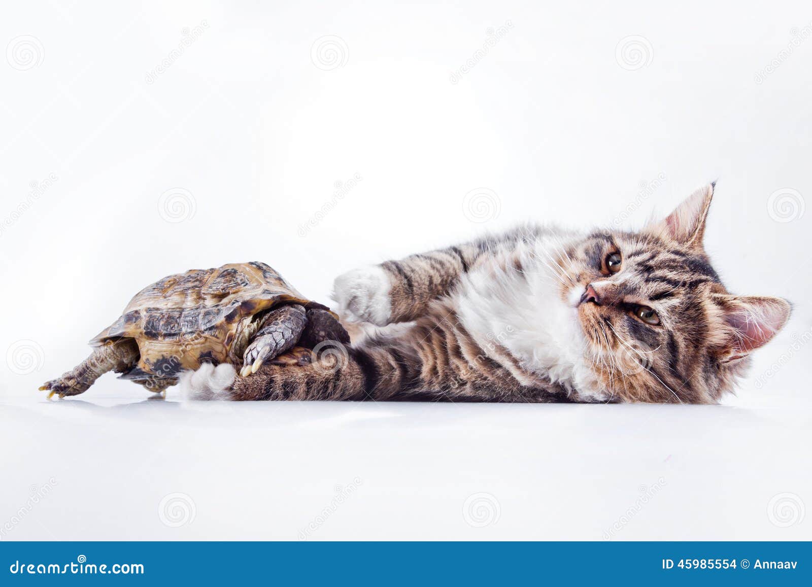 Tabby Cat with a Turtle on a White Background Stock Photo - Image of ...