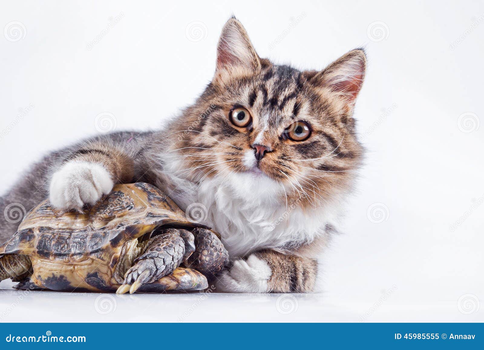 Tabby Cat with a Turtle on a White Background Stock Image - Image of ...