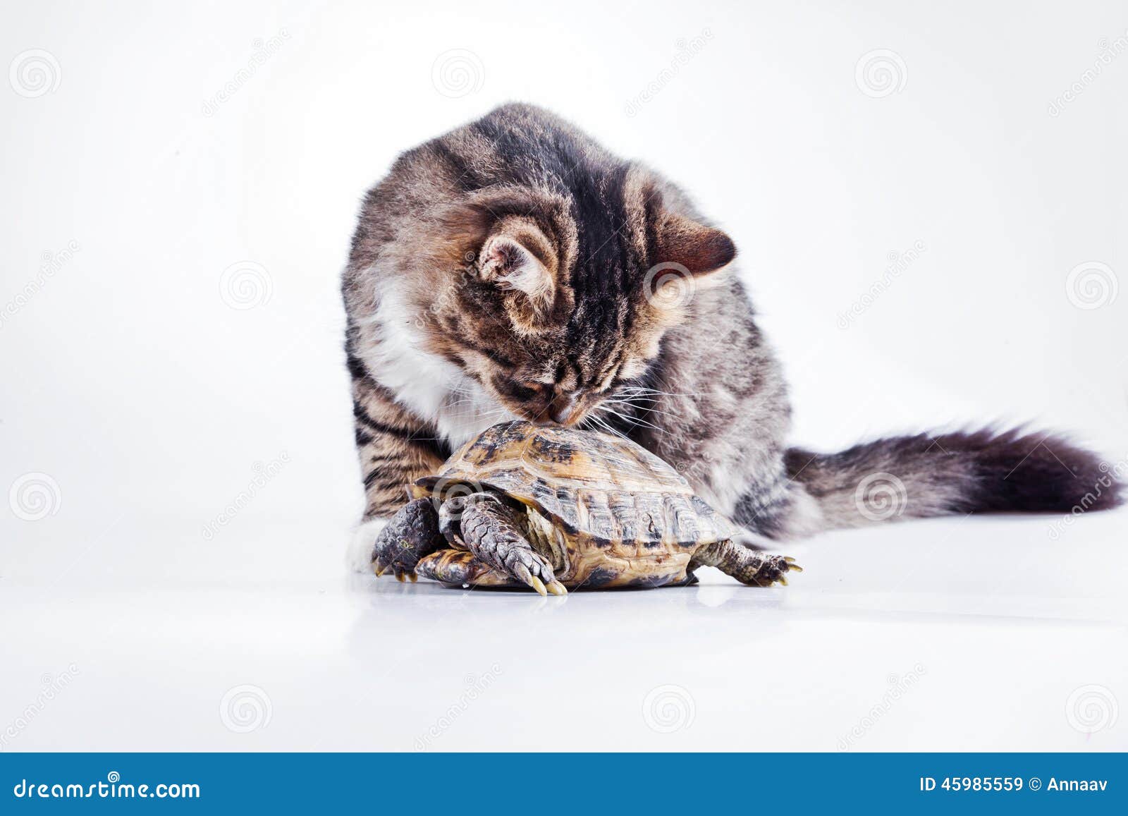Tabby Cat with a Turtle on a White Background Stock Image - Image of ...