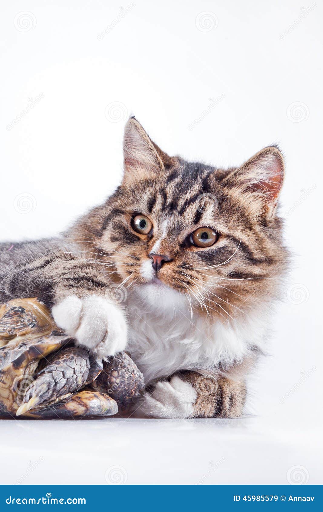Tabby Cat with a Turtle on a White Background Stock Image - Image of ...