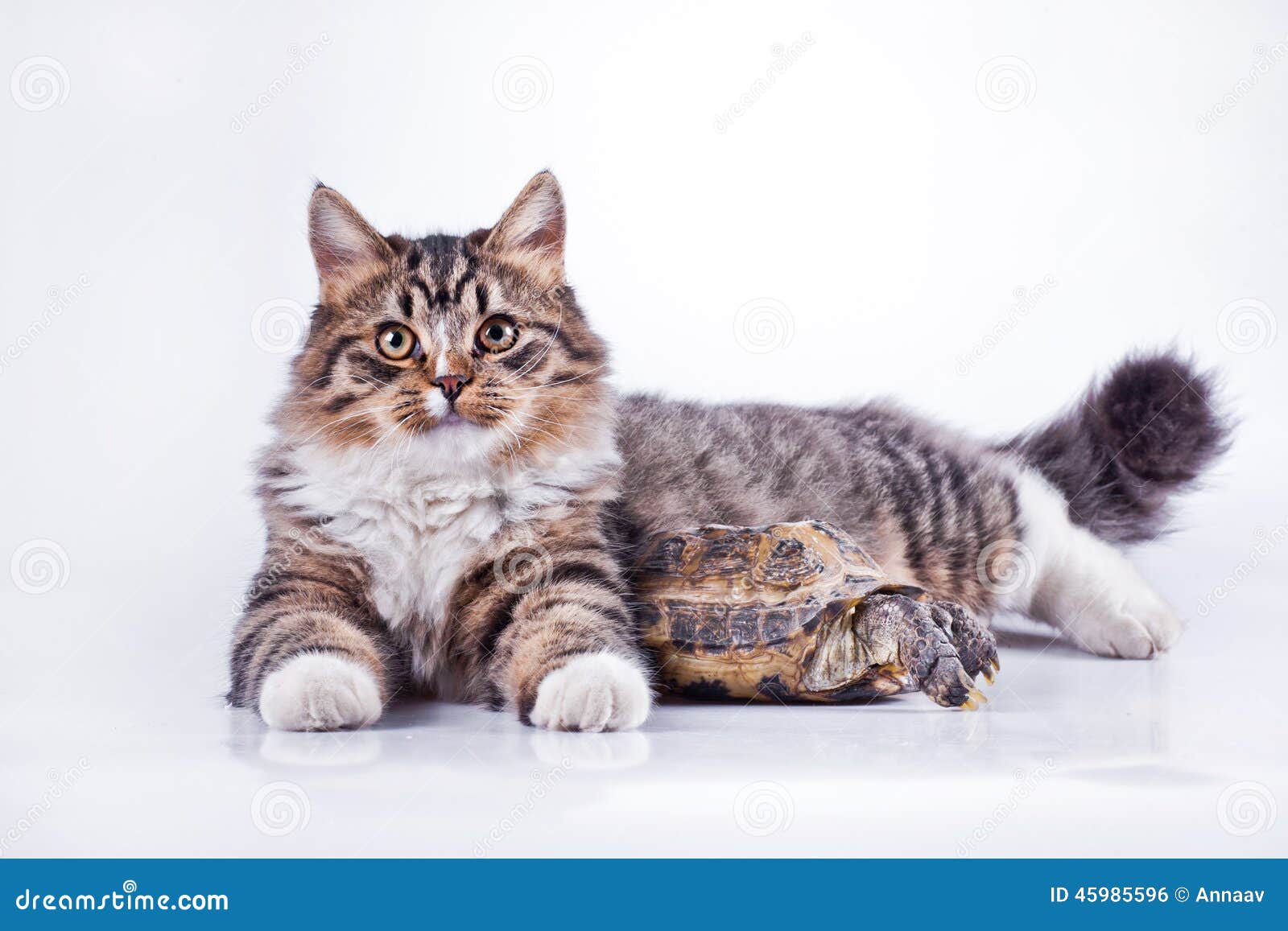 Tabby Cat with a Turtle on a White Background Stock Photo - Image of ...