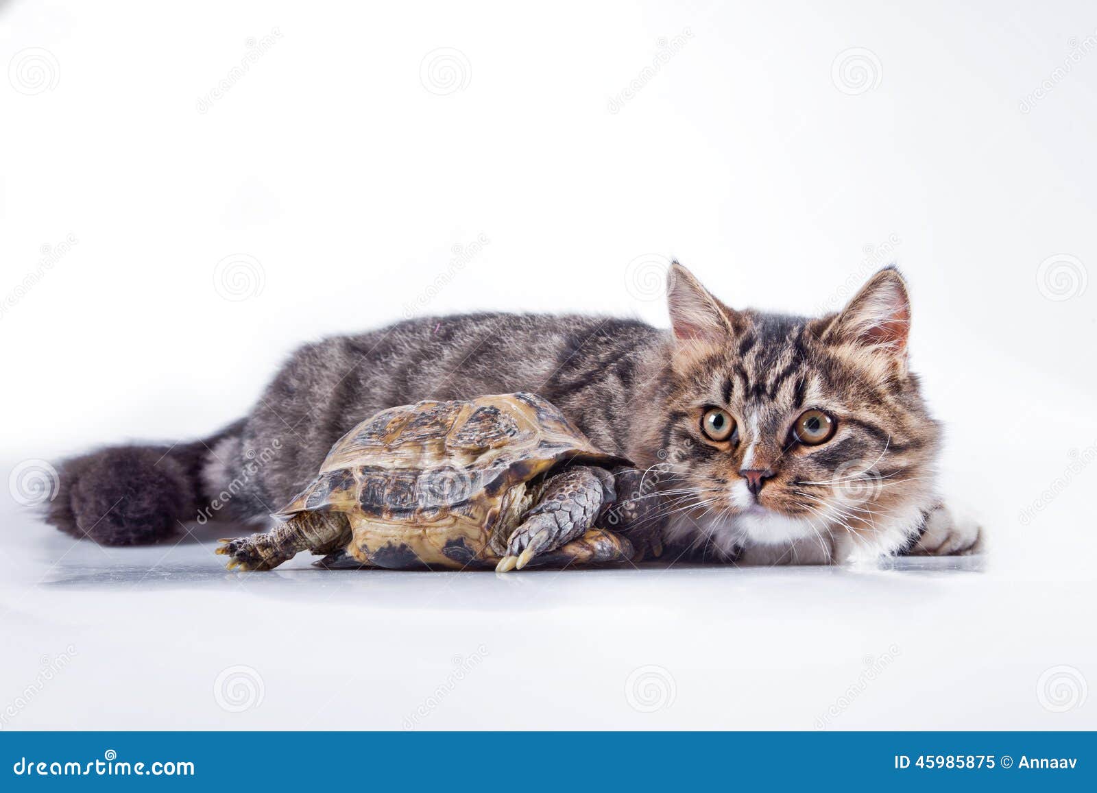 Tabby Cat with a Turtle on a White Background Stock Image - Image of ...