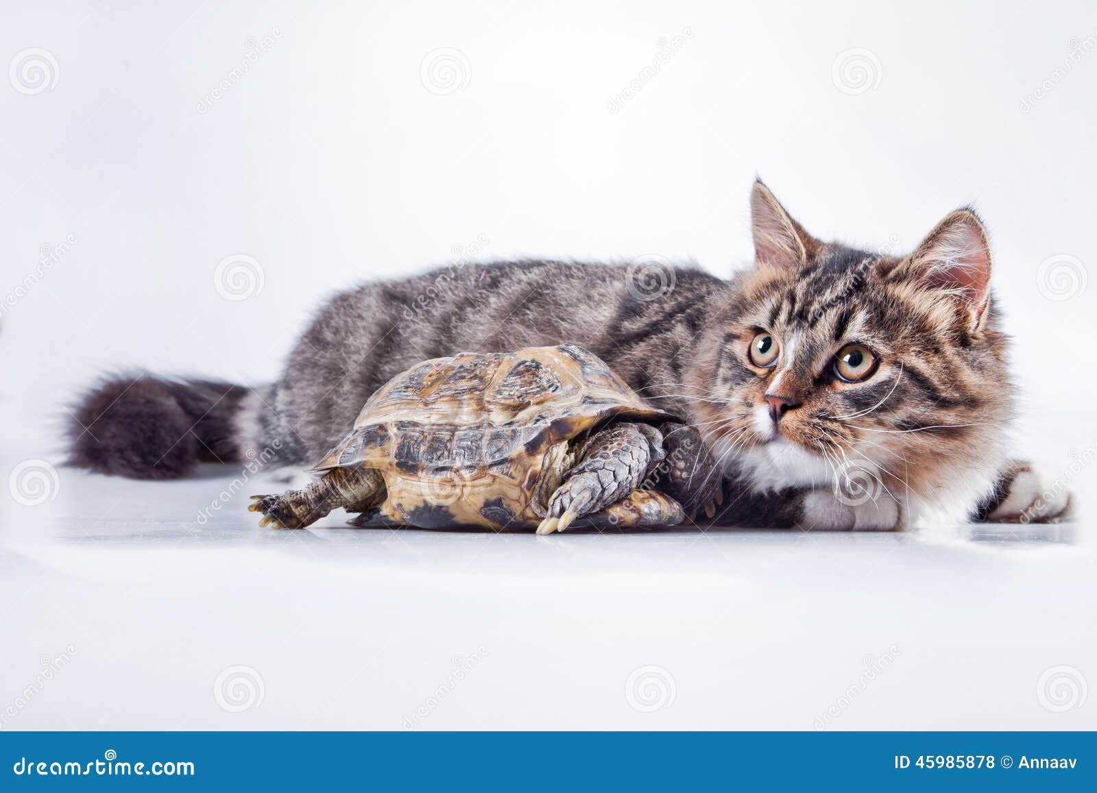 Tabby Cat with a Turtle on a White Background Stock Photo - Image of ...