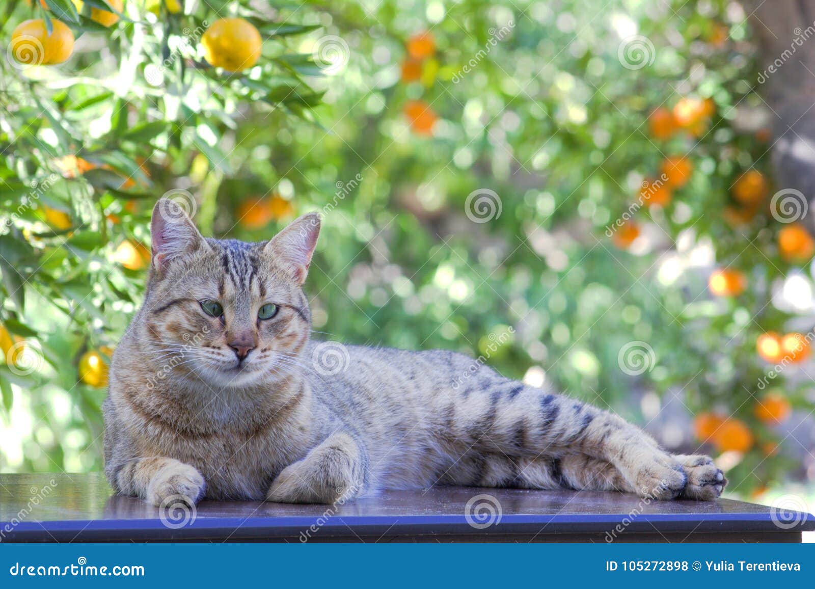 Tabby cat under lemon tree stock photo. Image of happy - 105272898