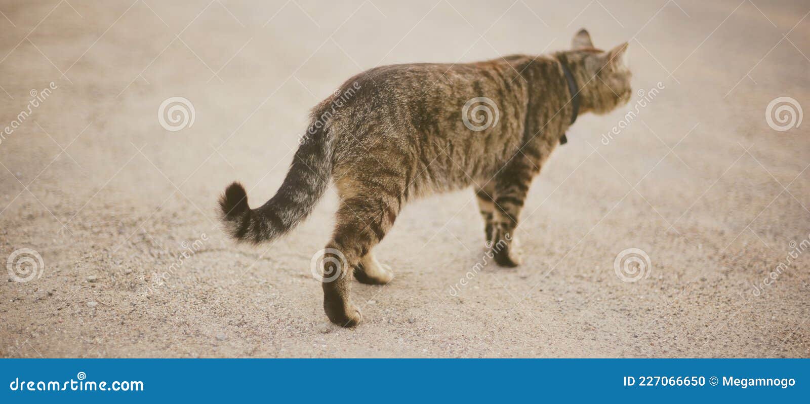 Tabby Cat Walking Away Along the Dusty Road Stock Photo - Image of ...